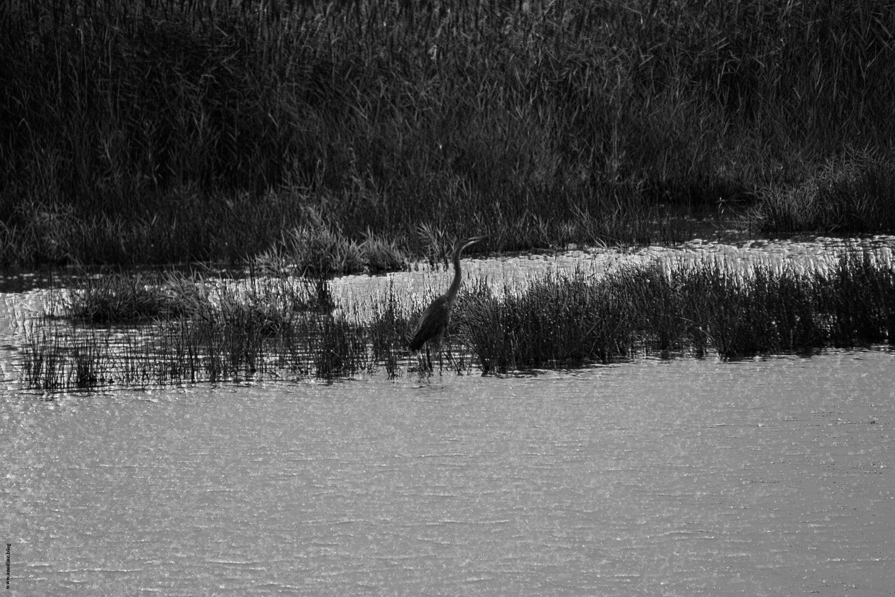 Balade en Brenne – Anodine