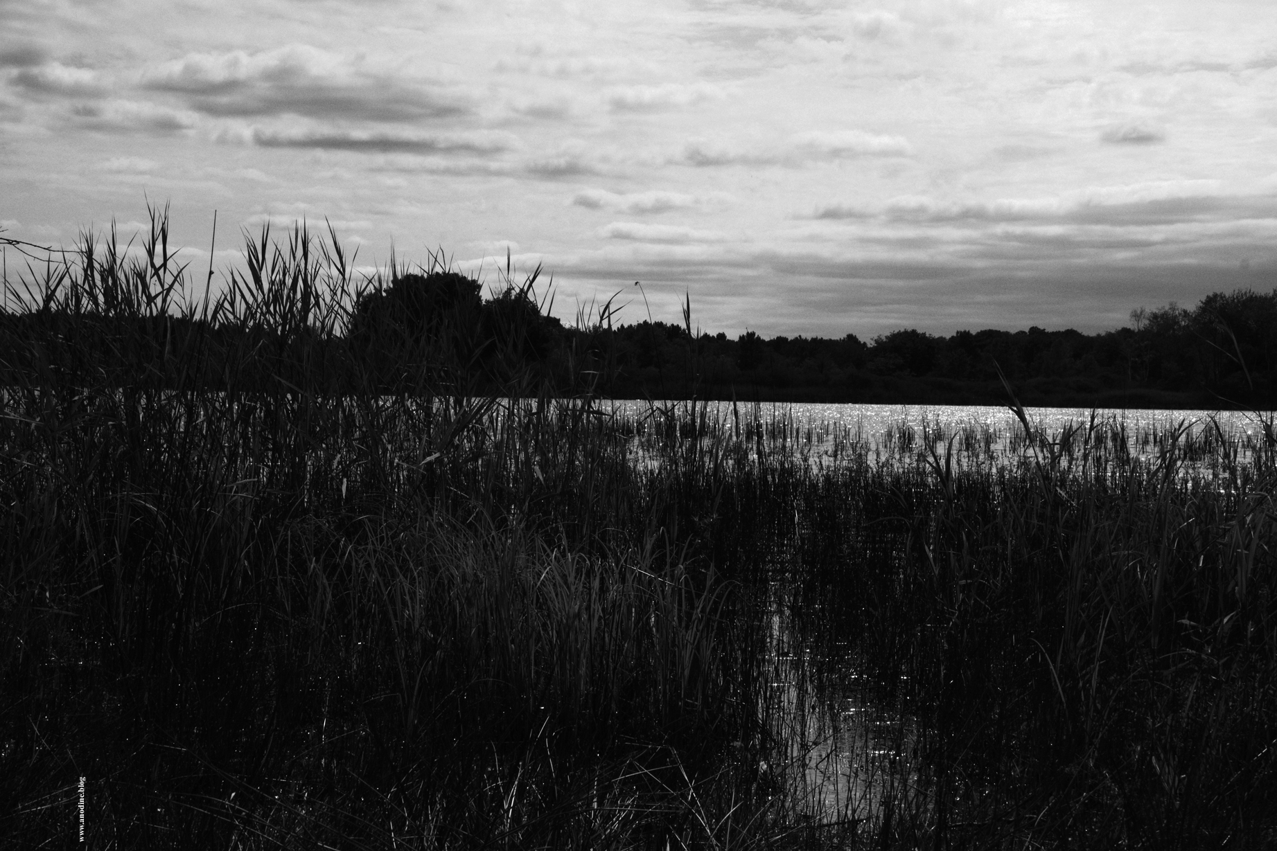 Balade en Brenne – Anodine