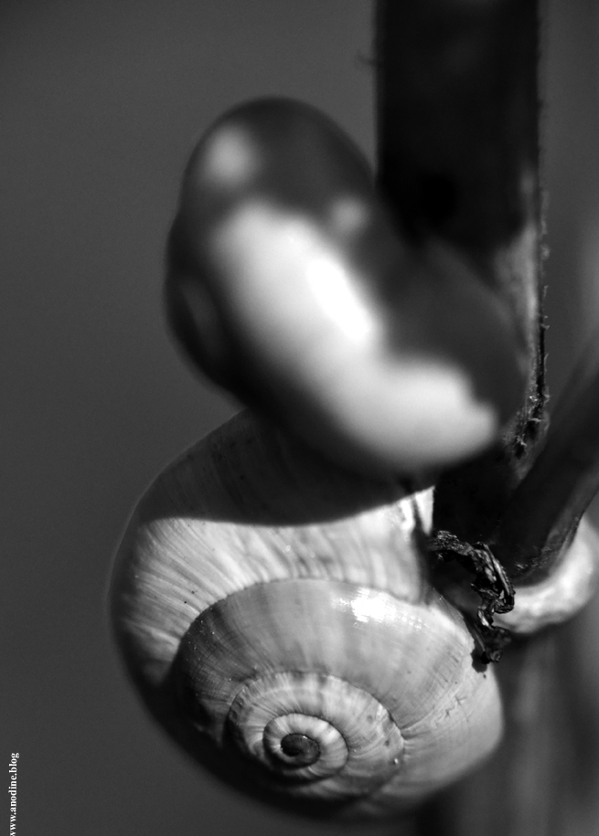 colimaçon – Anodine